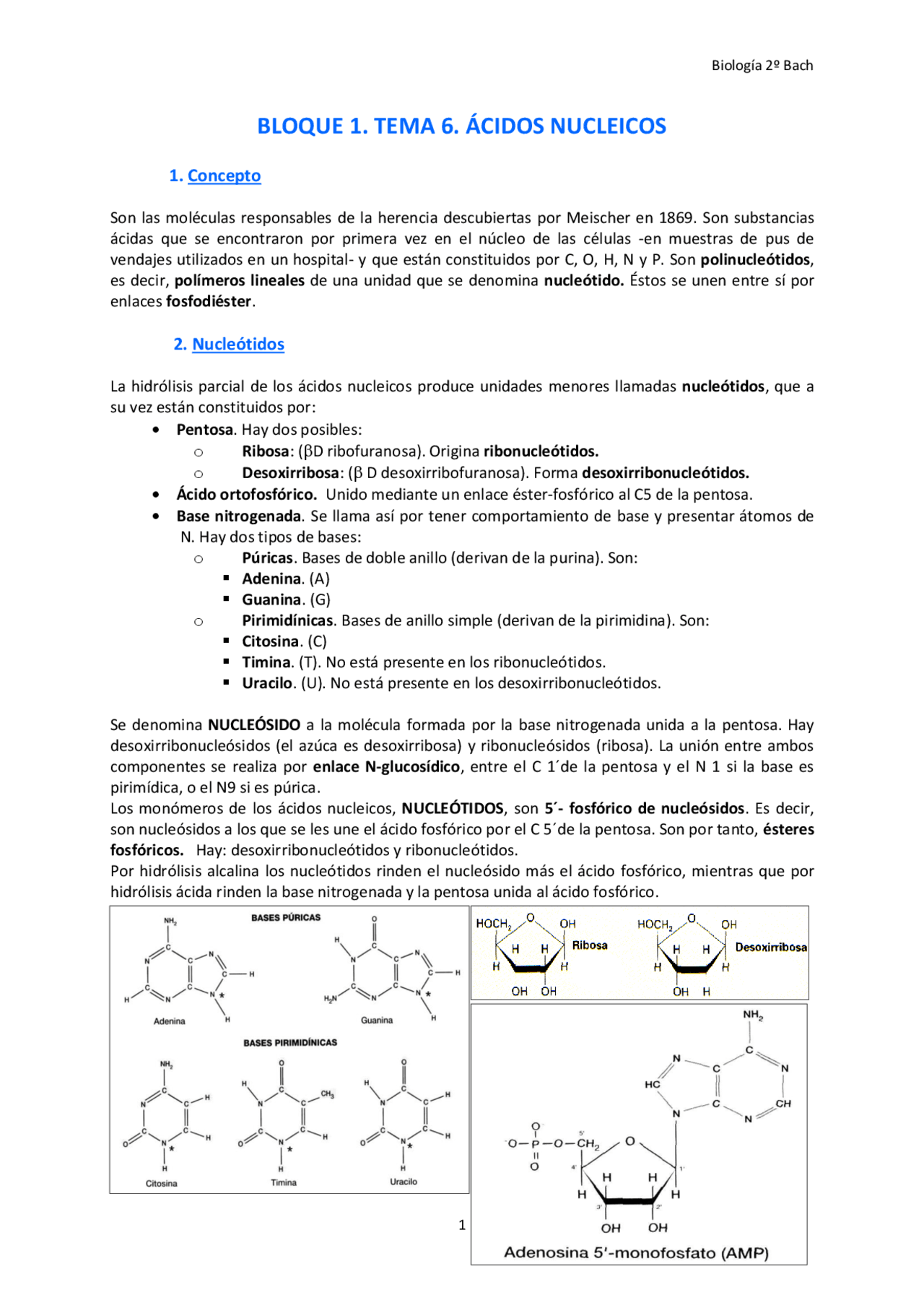 Biología 2ºbachillerato Ácidos Nucleicos Appunti Di Biologia Docsity