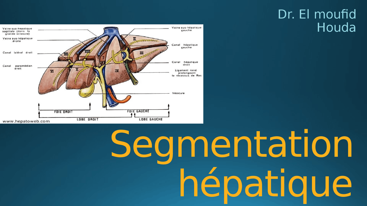 Segmentation hépatique - Docsity