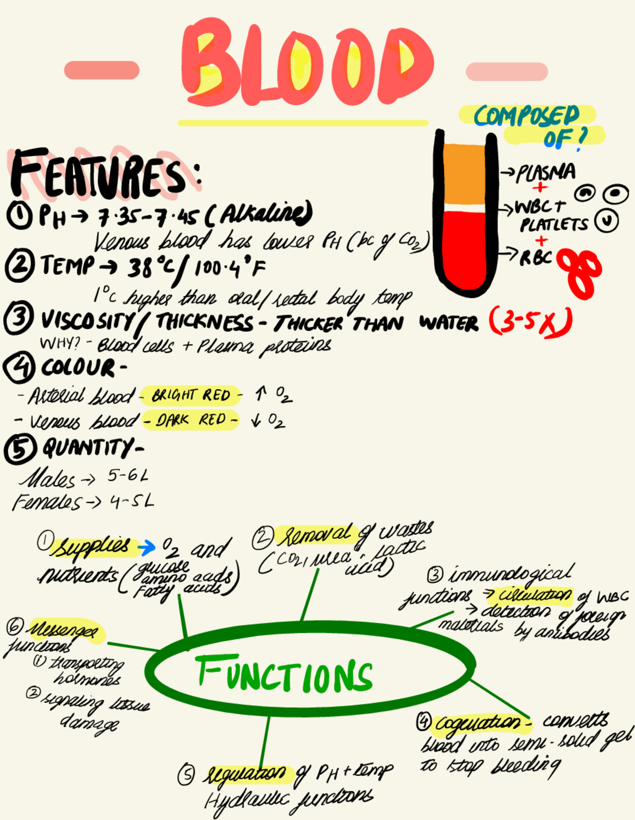 Red blood cells- physio notes | Notatki Fizjologia | Docsity