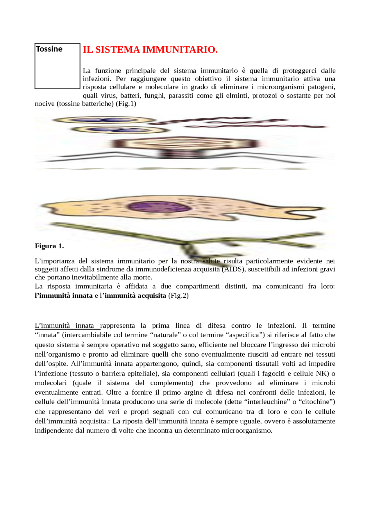 Il Sistema Immunitario E Sistema Linfatico Docsity