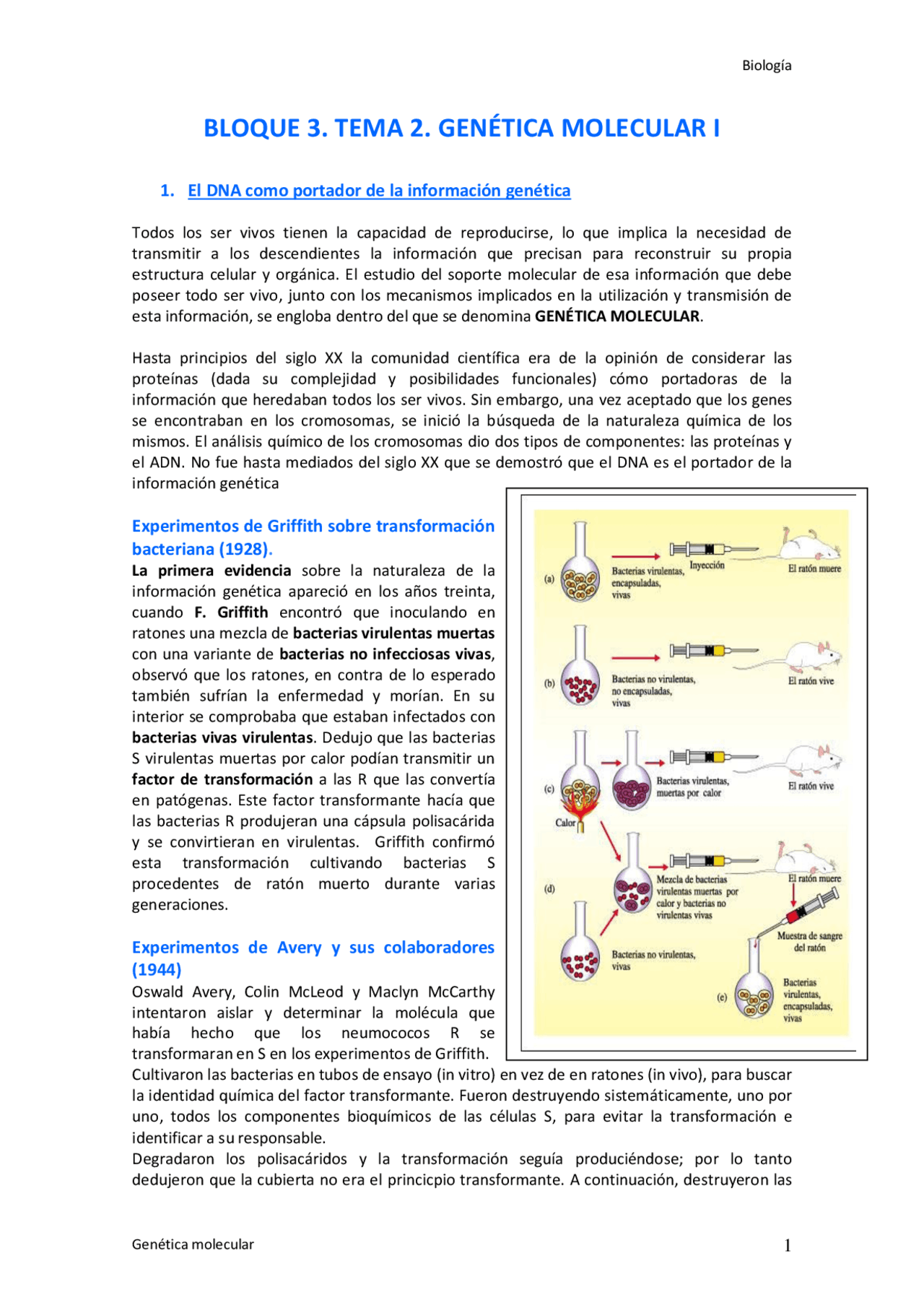 Apuntes De 2ºbachillerato De Genética Molecular 1 Docsity