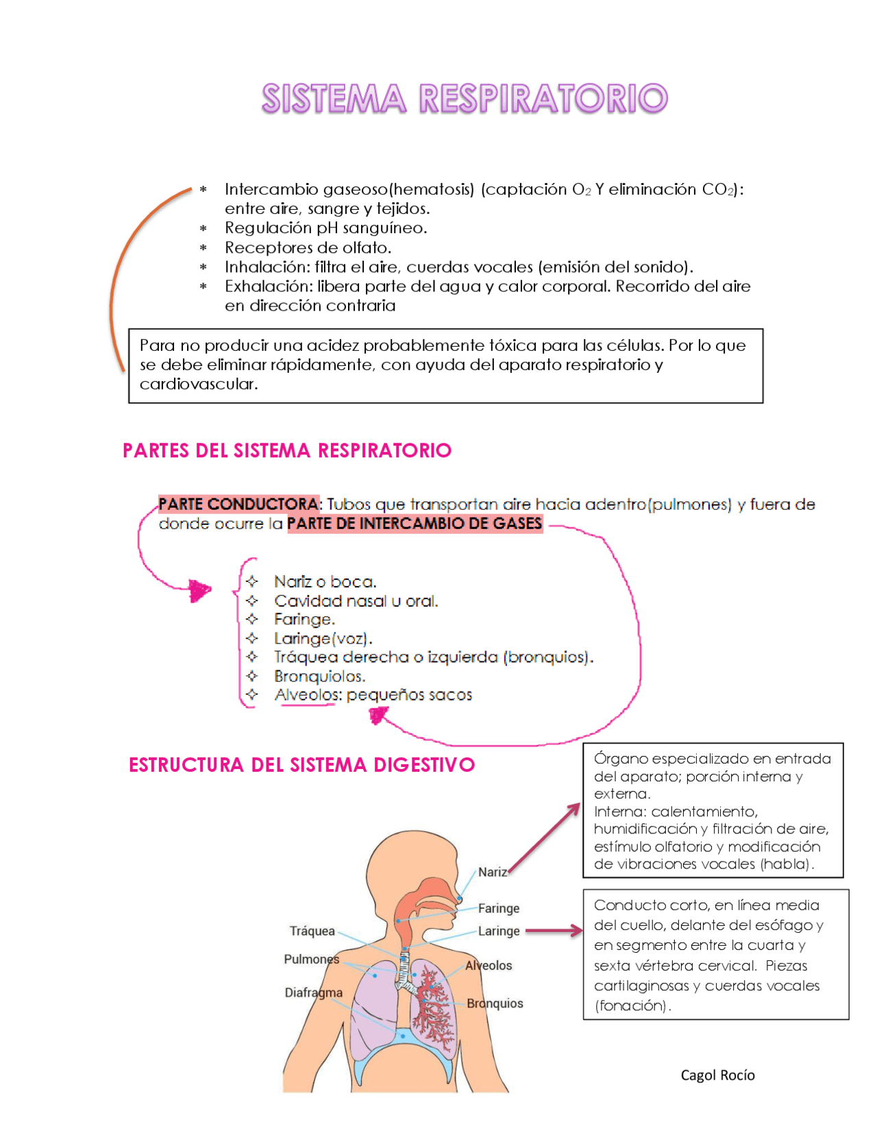 Sistema Respiratorio Docsity