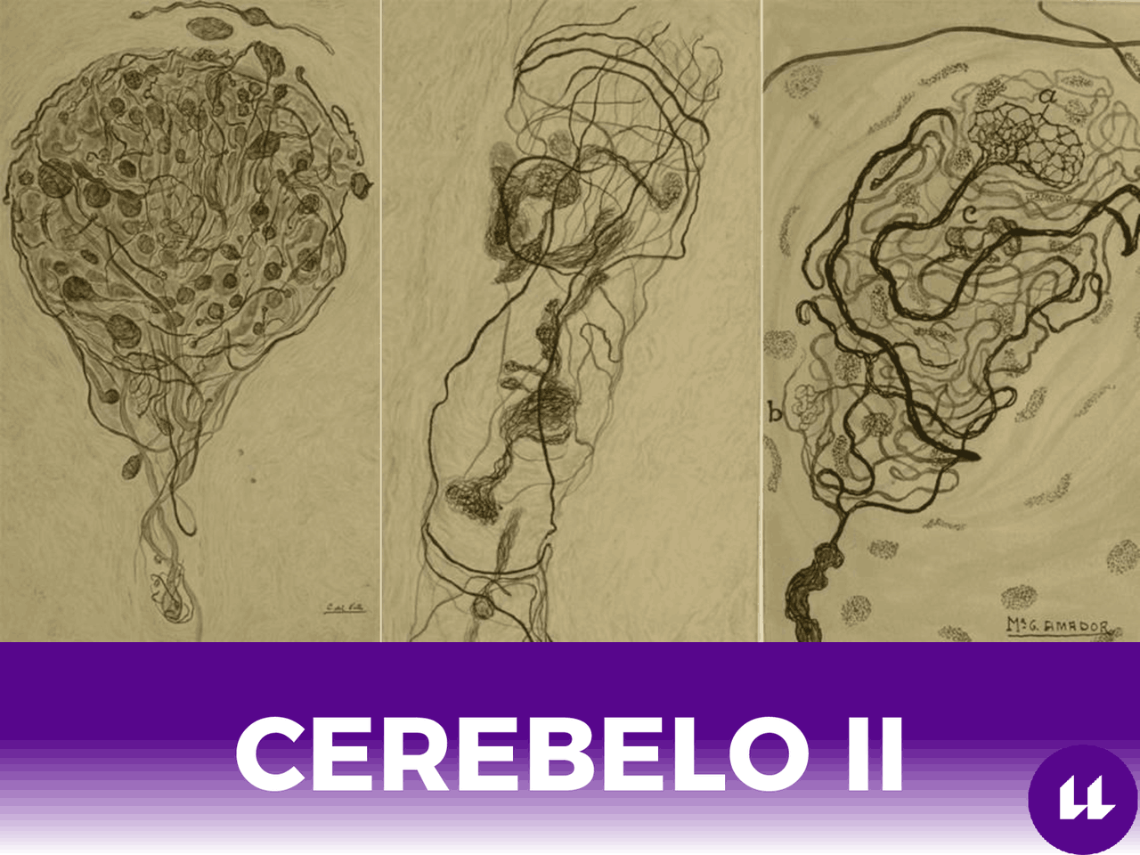 Anatomia Apuntes Ull Apuntes De Anatomía Docsity