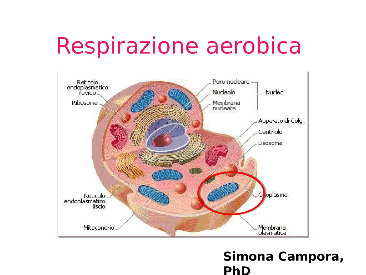 Dispense Ciclo Di Krebs Docsity