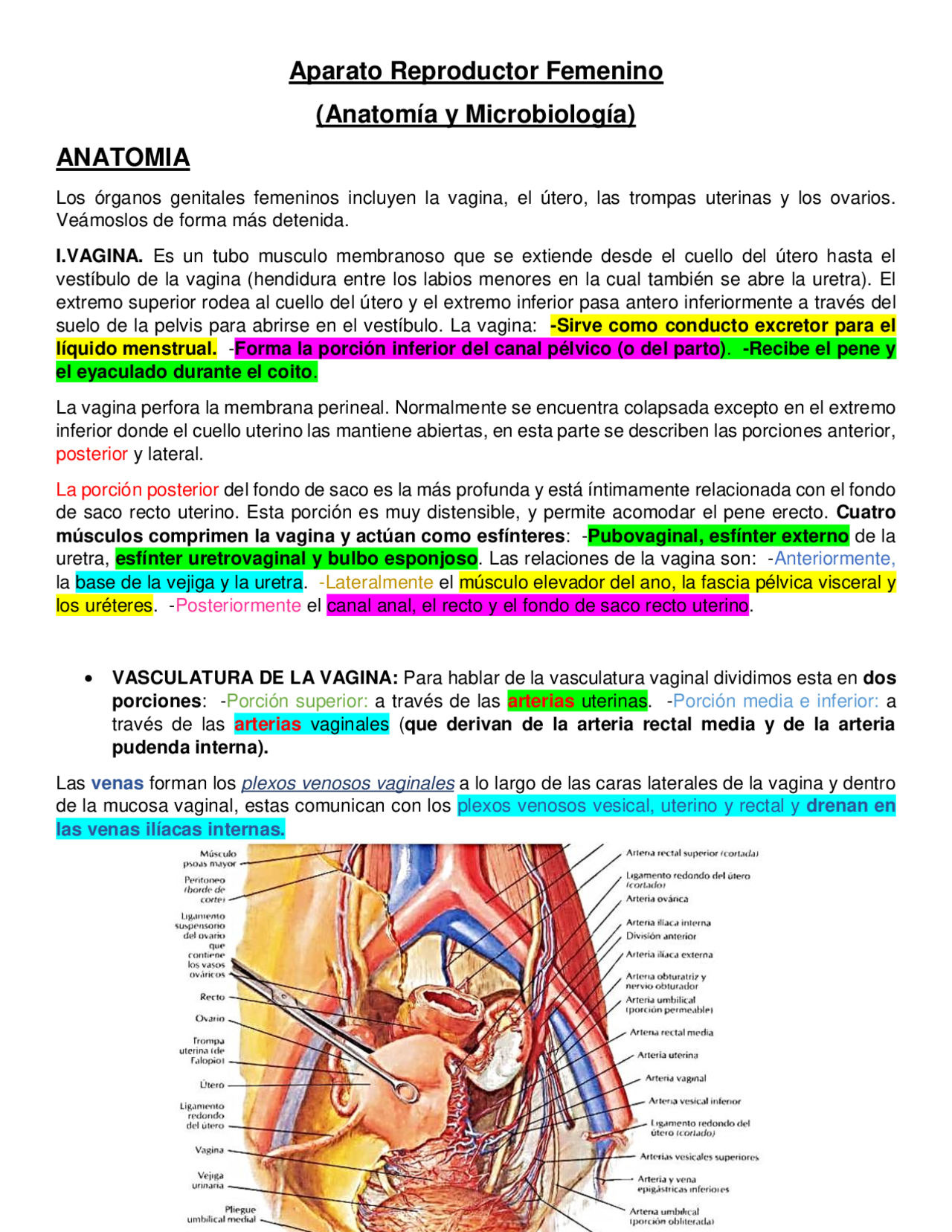 Aparato Reproductor Femenino Apuntes De Anatomía Docsity