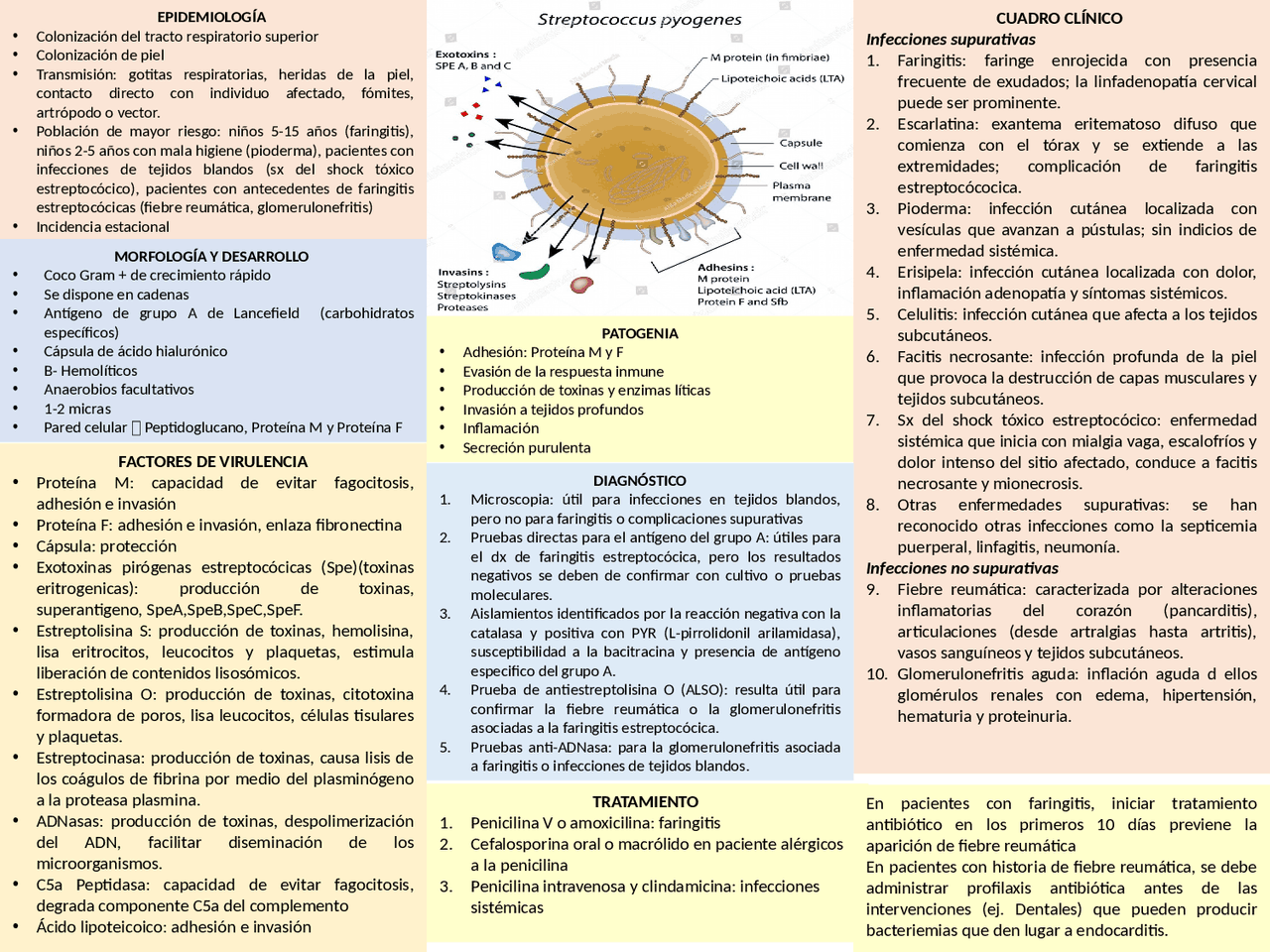 Streptococcus Pyogenes Docsity