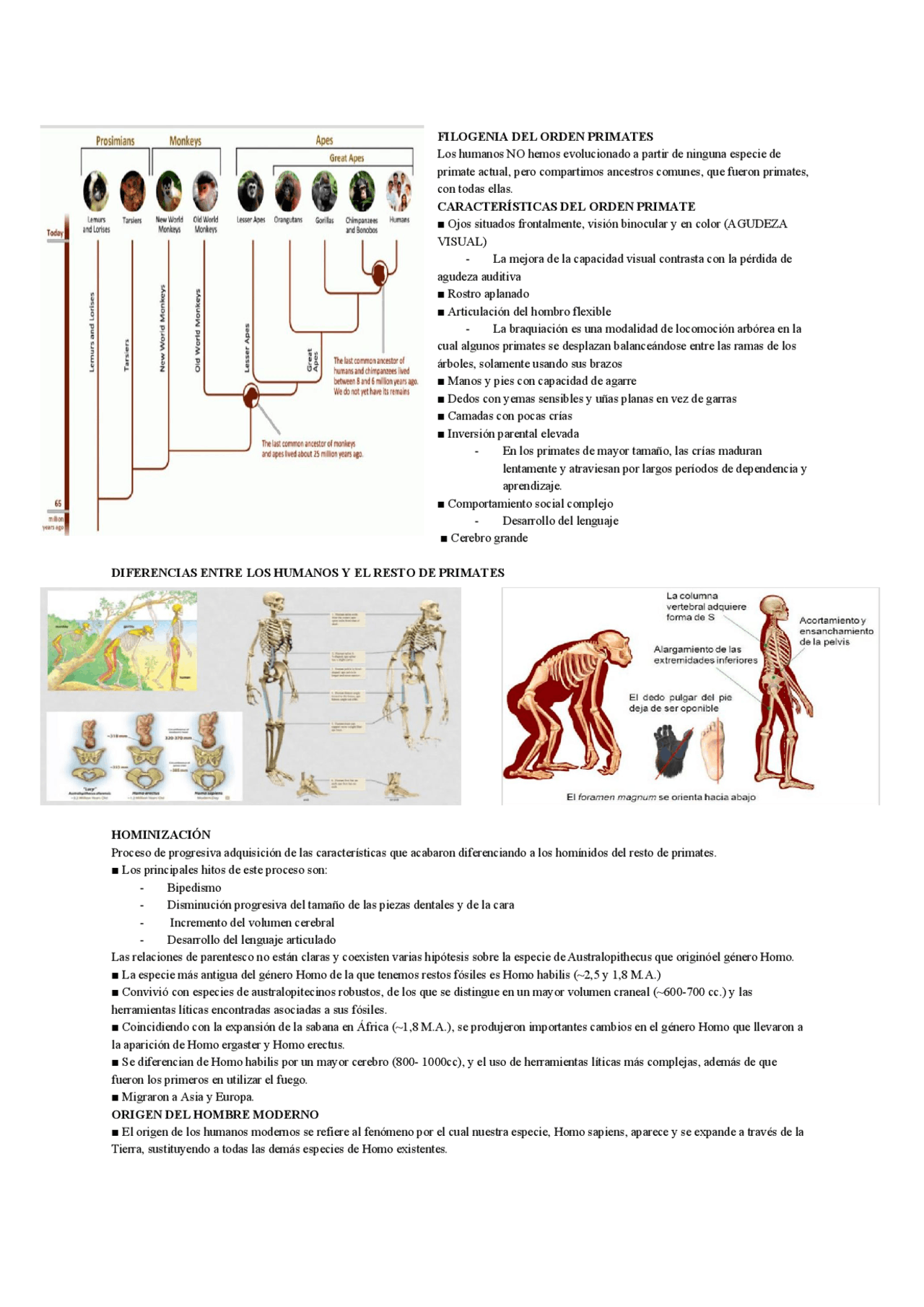 Filogenia del Orden Primates: Origen y Evolución de los Primates ...