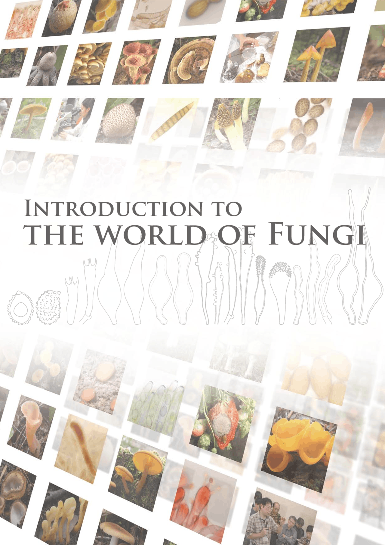 The Fungi World - how are important - Docsity