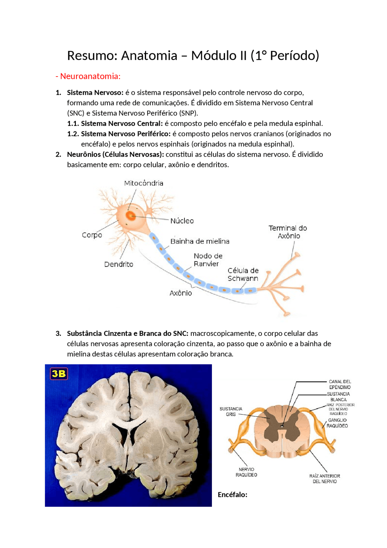 Anatomia Do Sistema Nervoso Docsity
