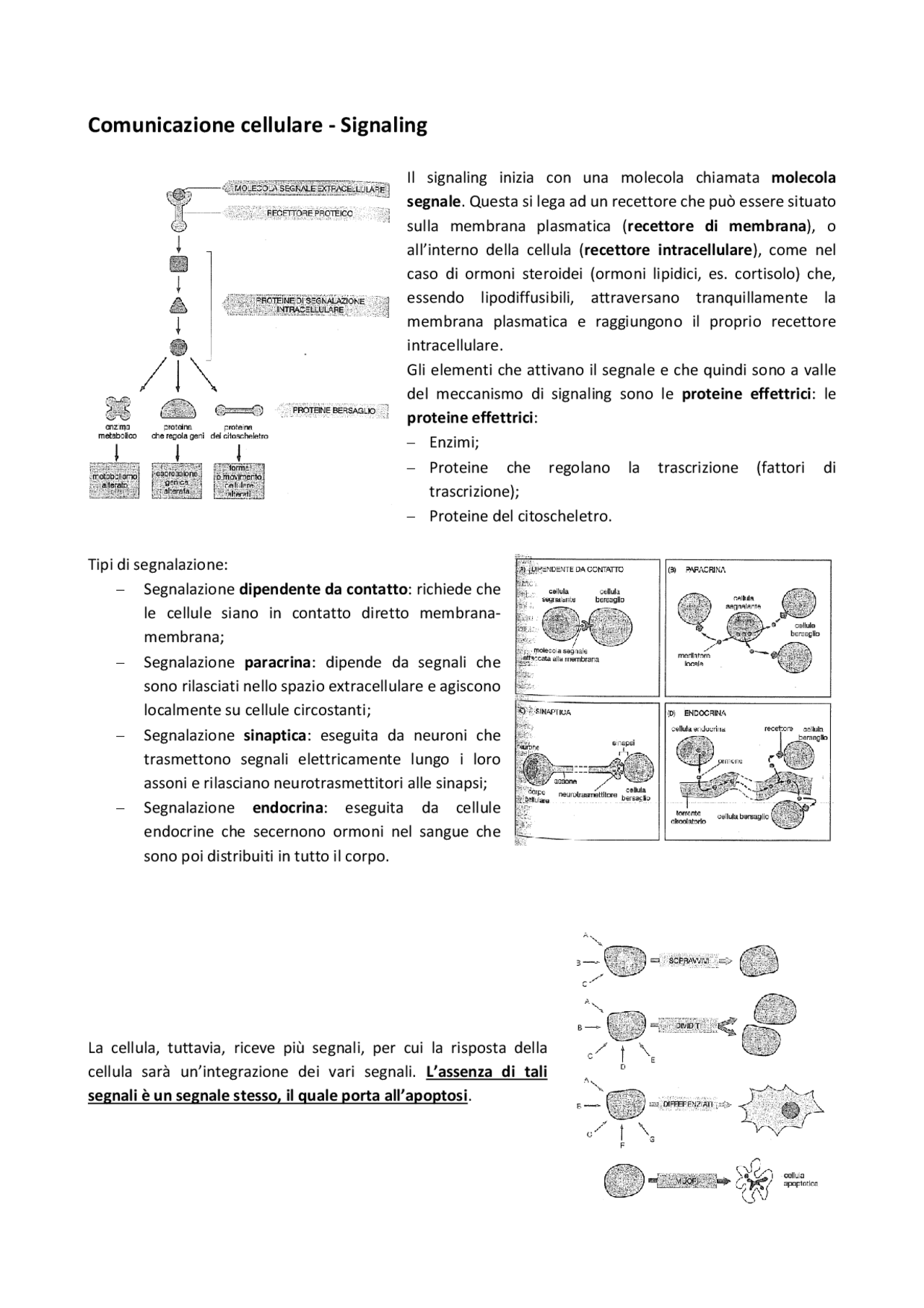 Università Odontoiatria Docsity