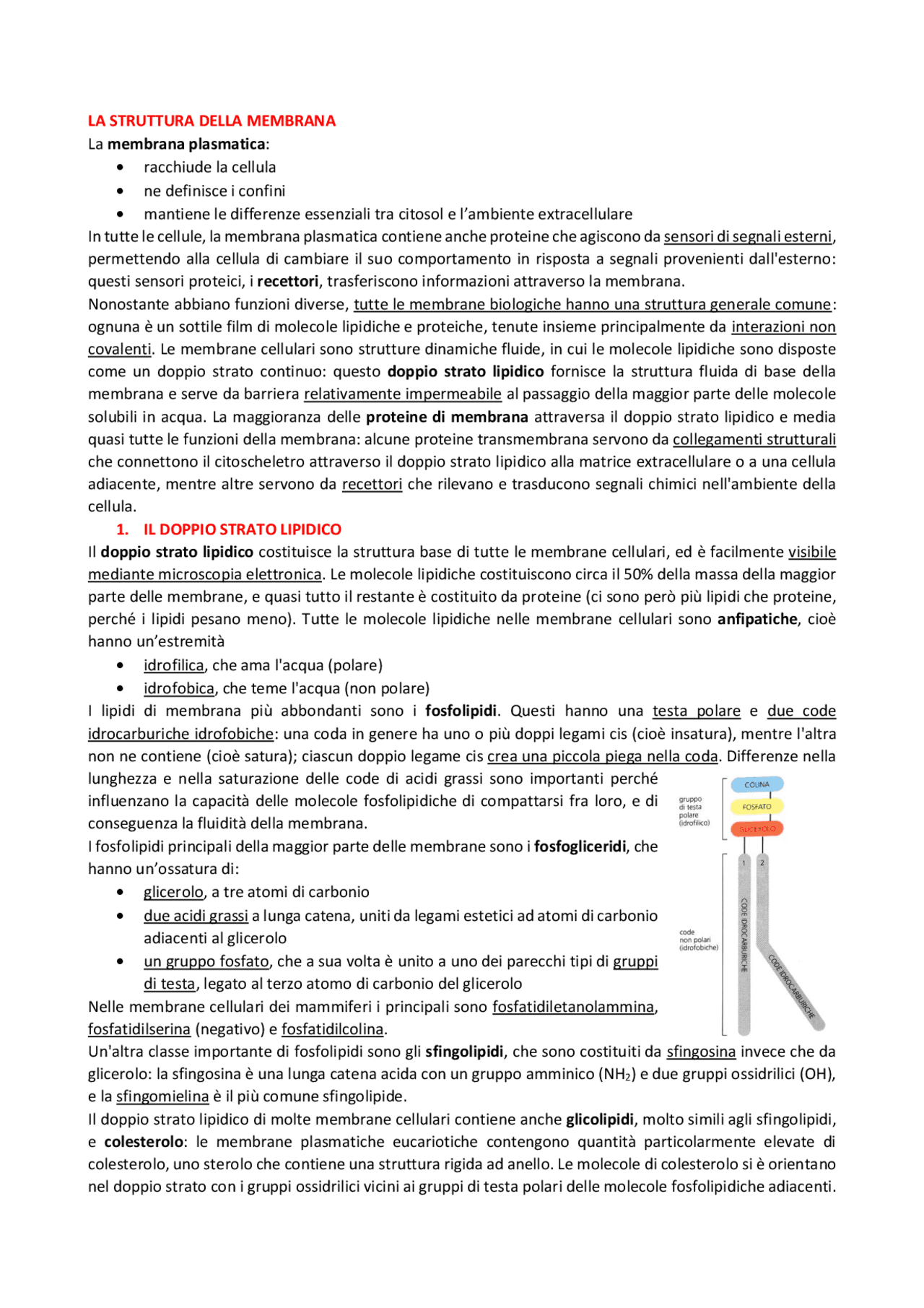 Università Odontoiatria Docsity