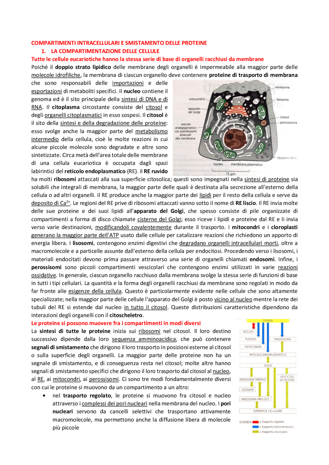 Università Odontoiatria Docsity