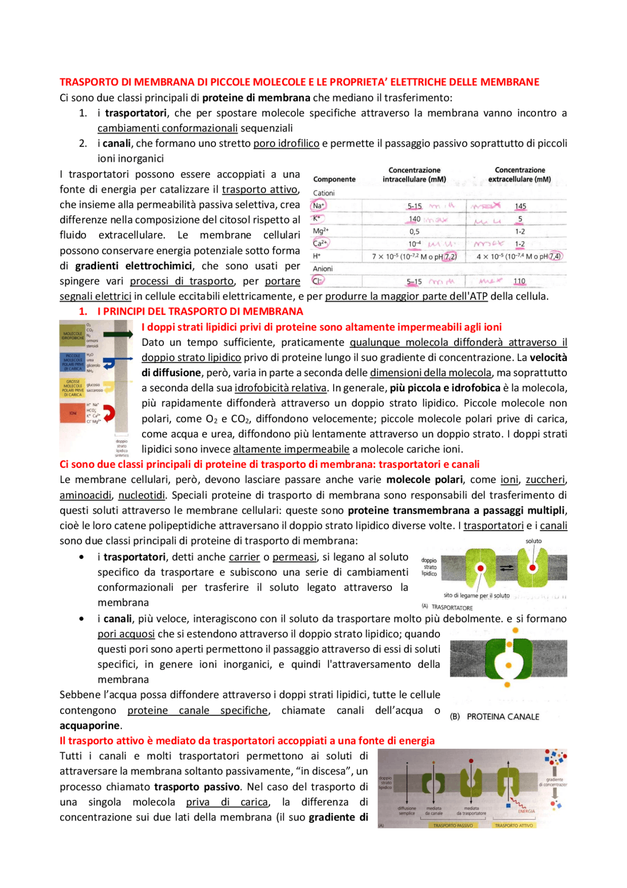 Università Odontoiatria Docsity