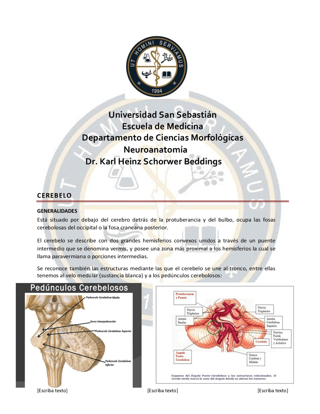 Cerebelo Neuroanatomía Docsity