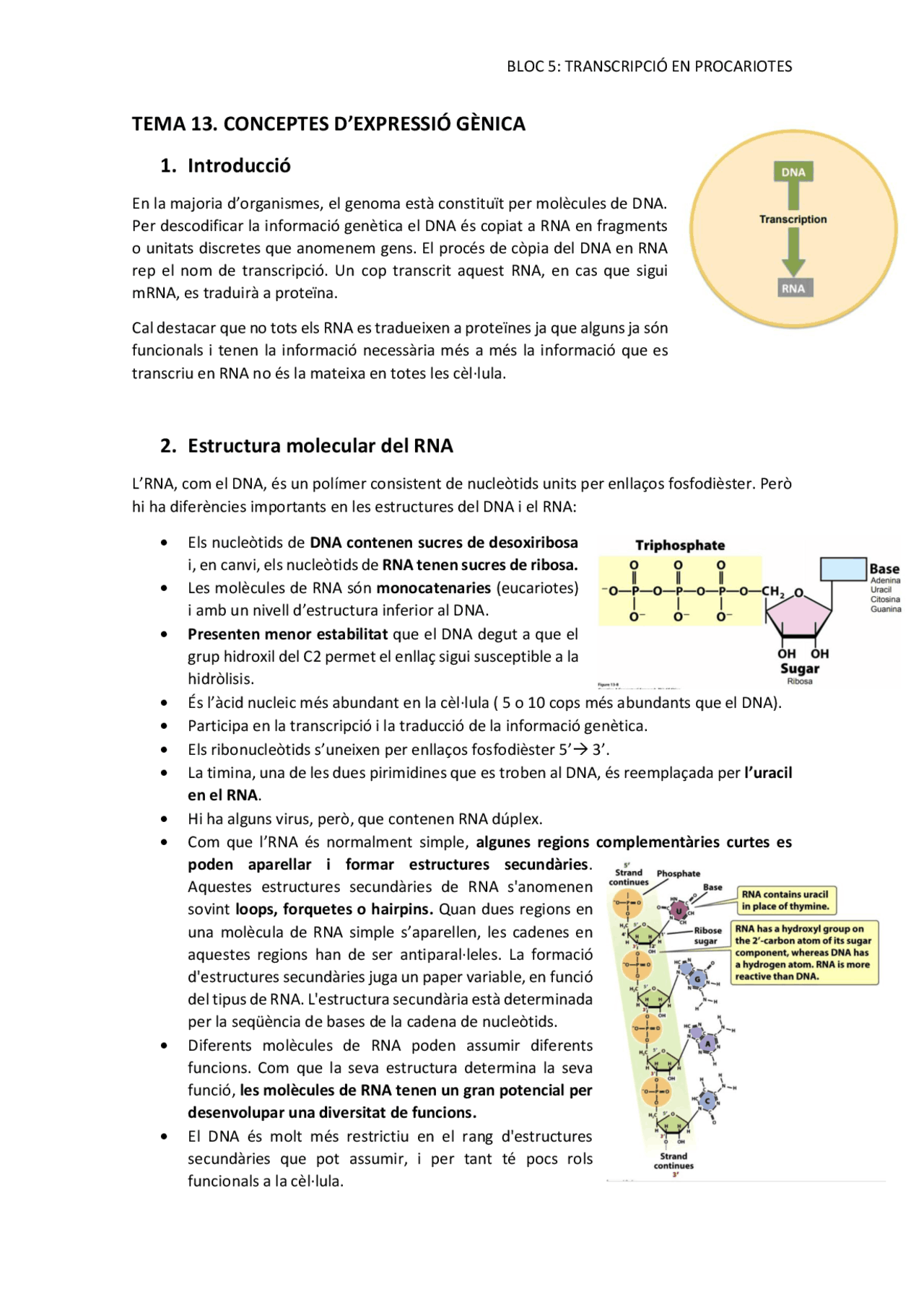 Apunts Genètica Molecular Apuntes De Genética Docsity