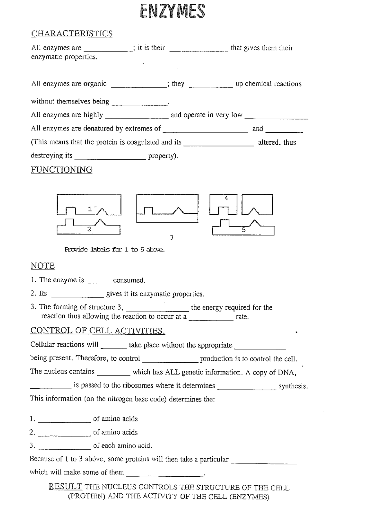 Enzymes And How They Work Docsity