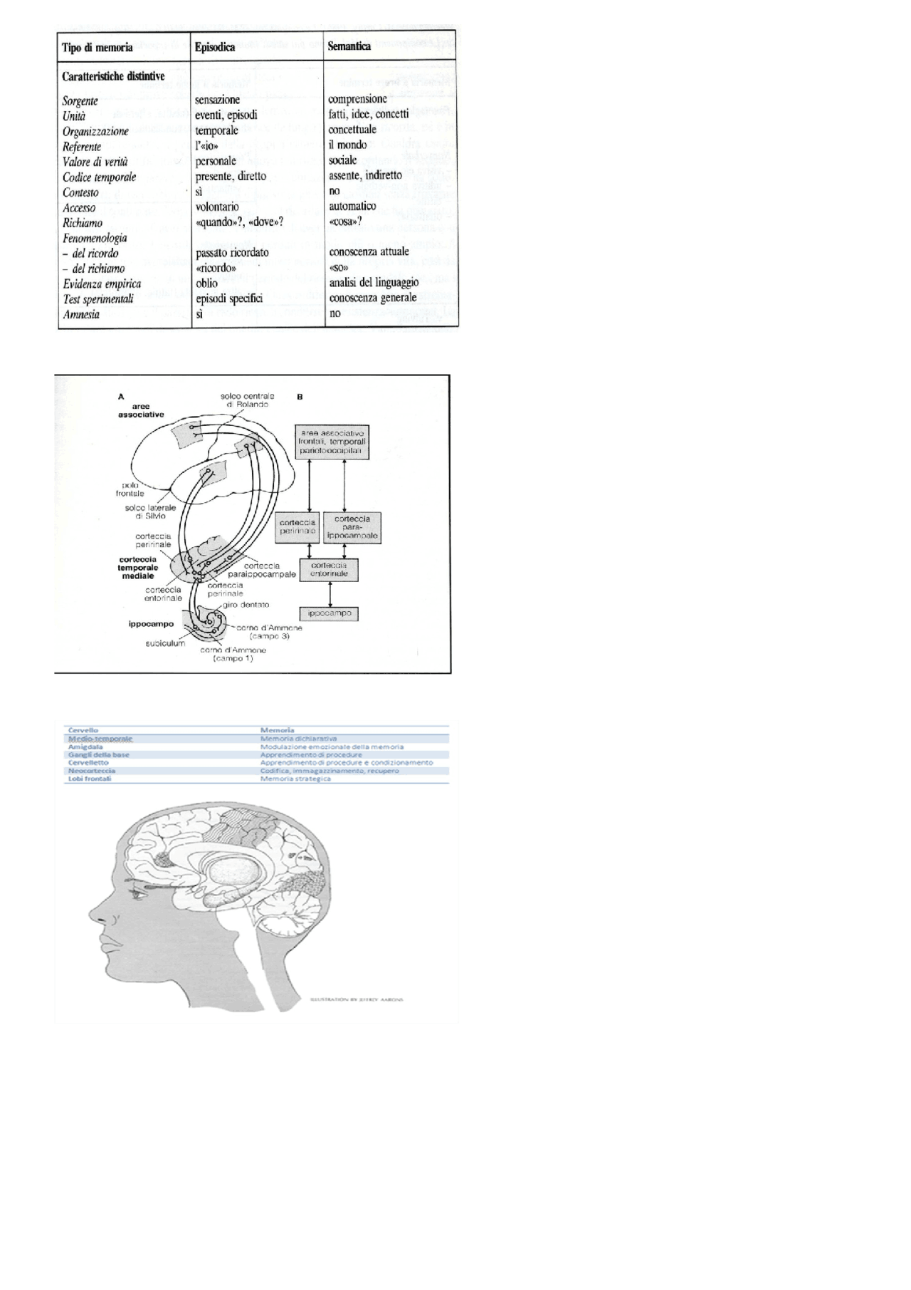 Memoria E I Processi Di Funzionamento Docsity