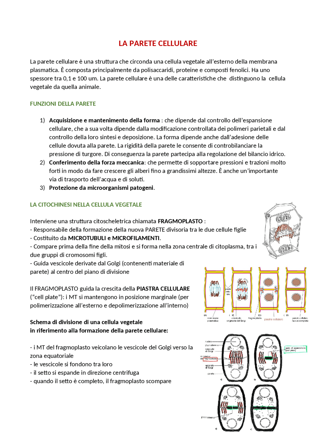 Biologia E Sistematica Vegetale Docsity