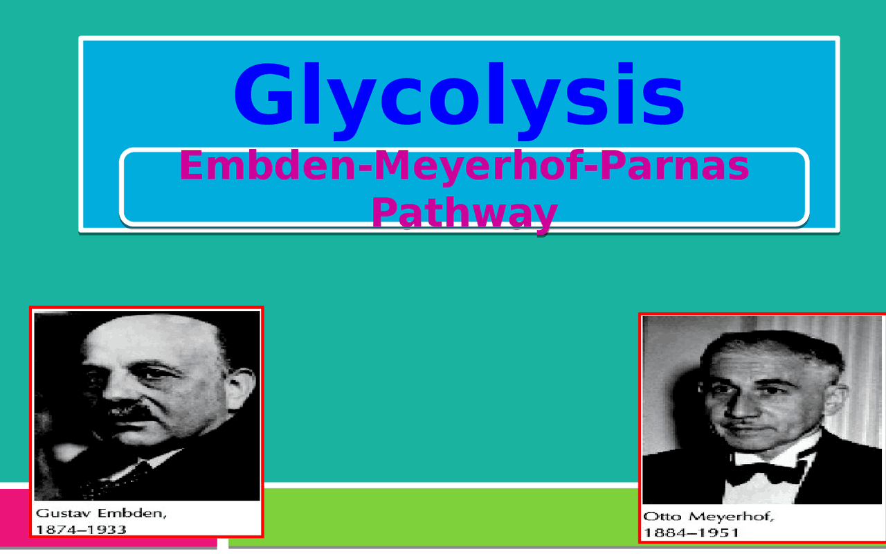 Glycolysis Biochemistry Lecture Notes Docsity