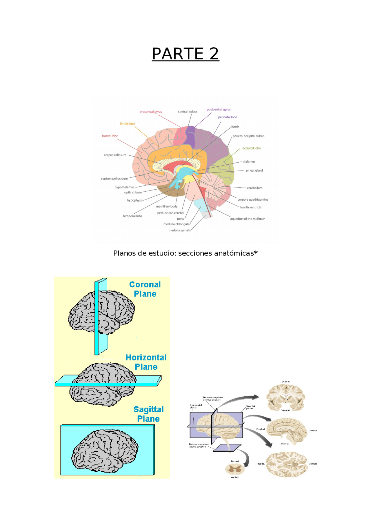 Apuntes PsicobiologÍa De La EducaciÓn Docsity
