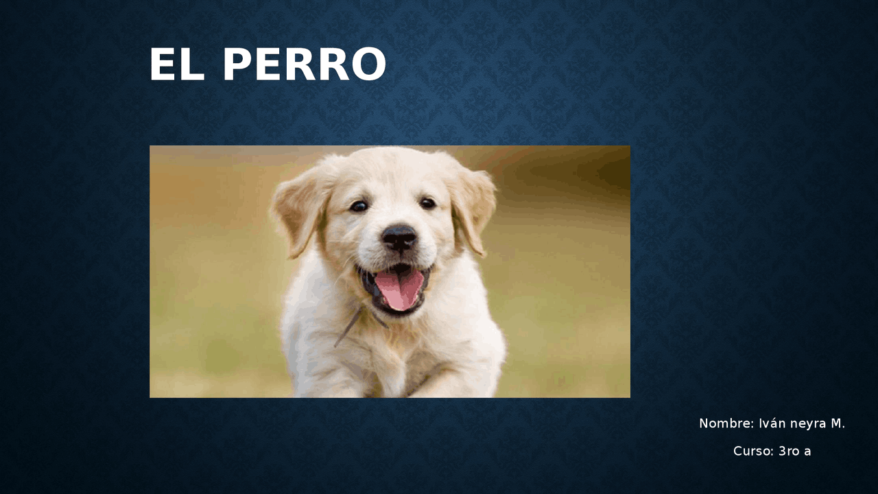 Investigación sobre el Perro - Docsity