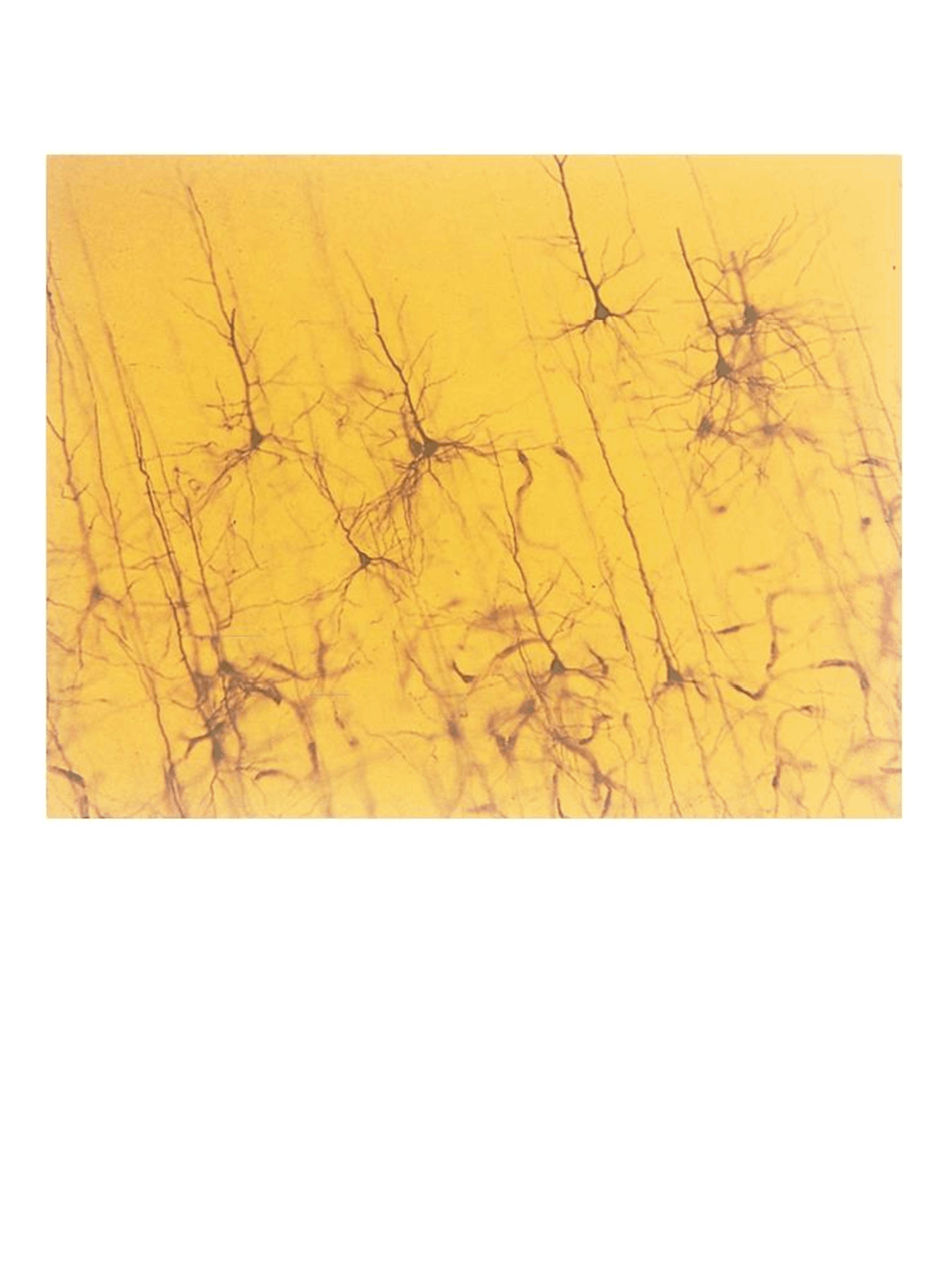 Slide Per Il Corso Neuroscienze Cognitive Docsity