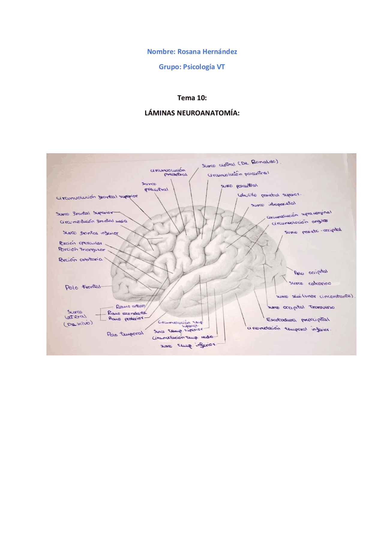 Láminas Neuroanatomía Docsity