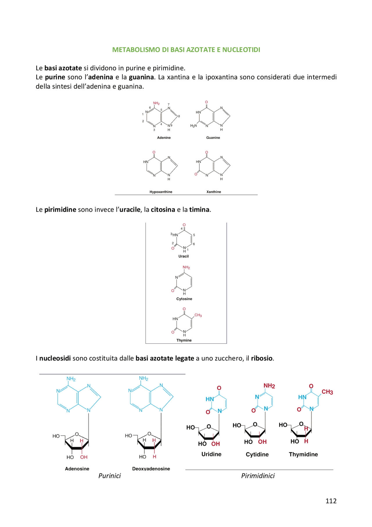 Metabolismo Basi Azotate | Slide di Biochimica Metabolica | Docsity