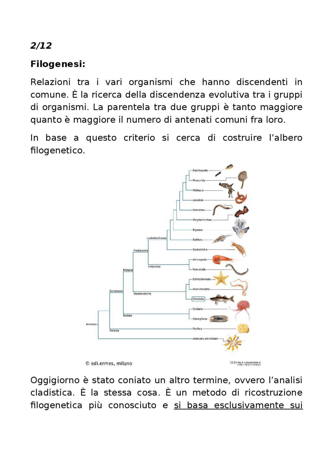 Albero Filogenetico Dei Vertebrati STILL LIFE INTRODUZIONE II