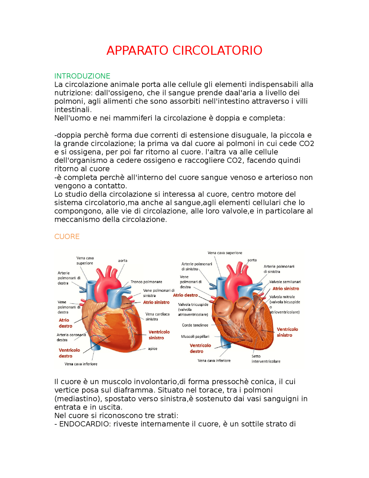 Apparato Circolatorio Docsity