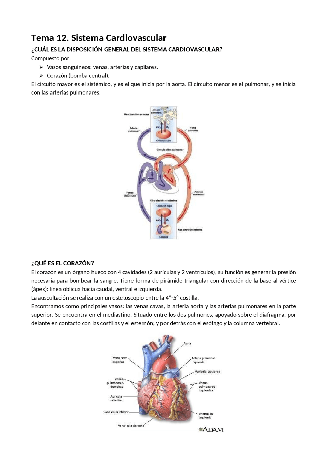 Tema 12 Sistema Circulatorio Docsity