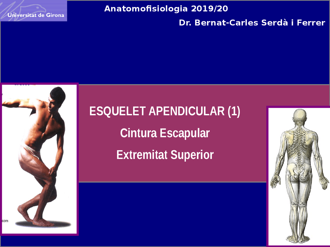 Esquelet apendicular extremitat superior - Docsity
