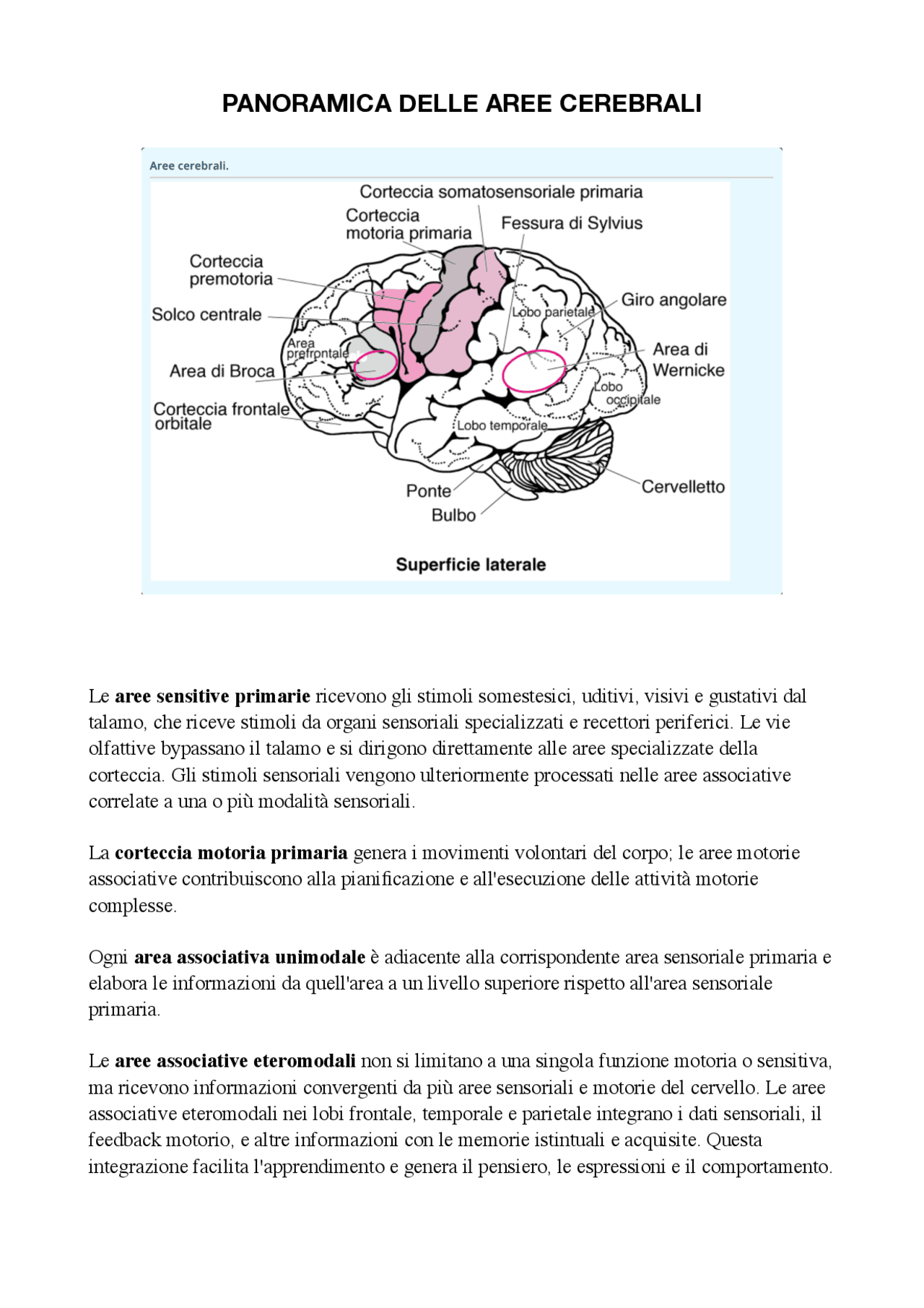 Riassunto delle aree cerebrali | Schemi e mappe concettuali di ...
