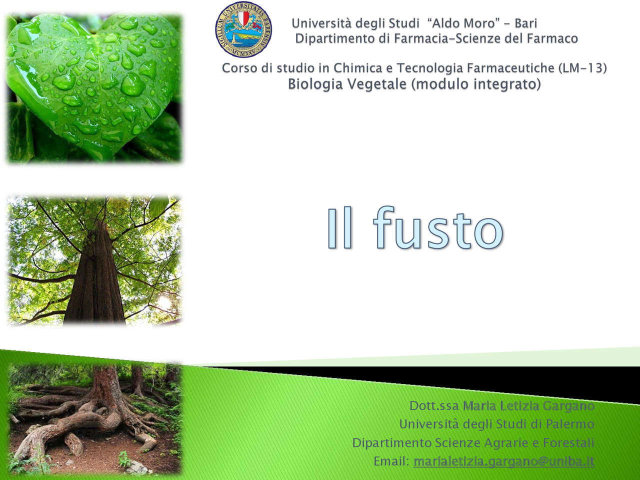 Biologia Vegetale: Il Fusto - Docsity