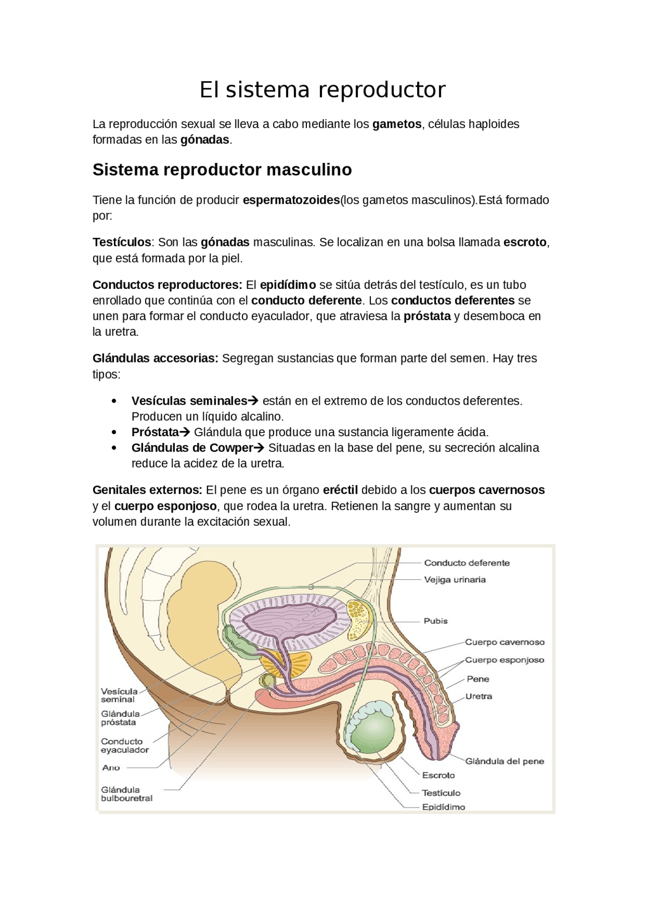 Sistemas Endocrino Y Reproductor Apuntes De Anatomía Aplicada Docsity