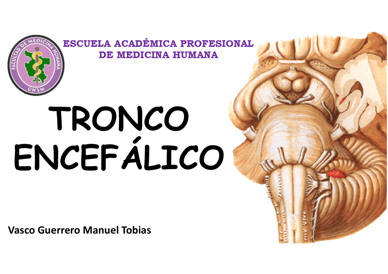 Tronco encefálico anatomia - Docsity