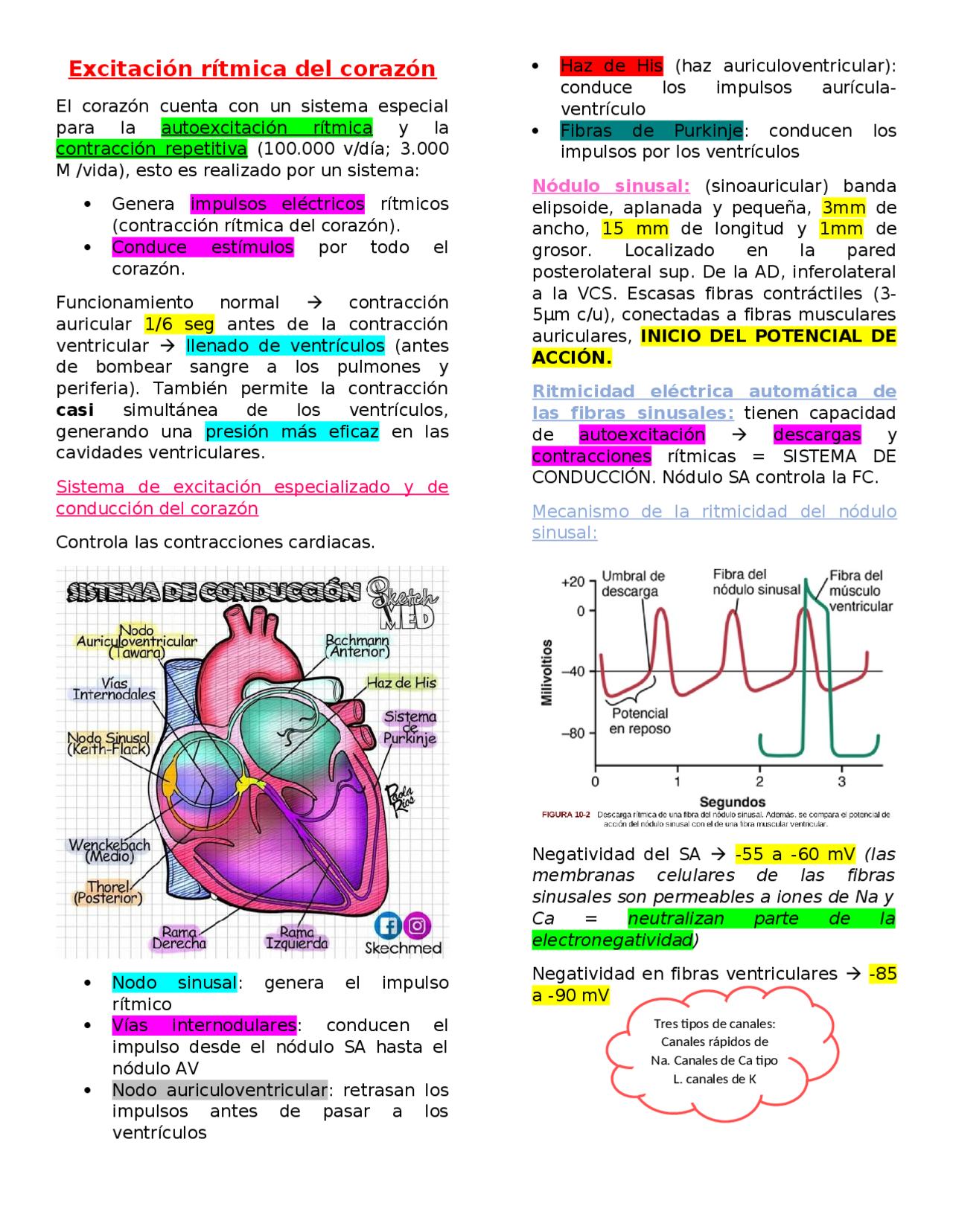 Excitación rítmica del corazón - Docsity