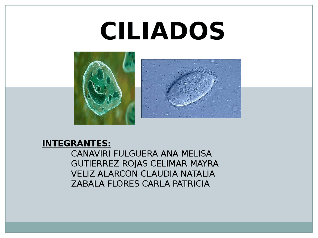 Tema ciliados parasitologia - Docsity