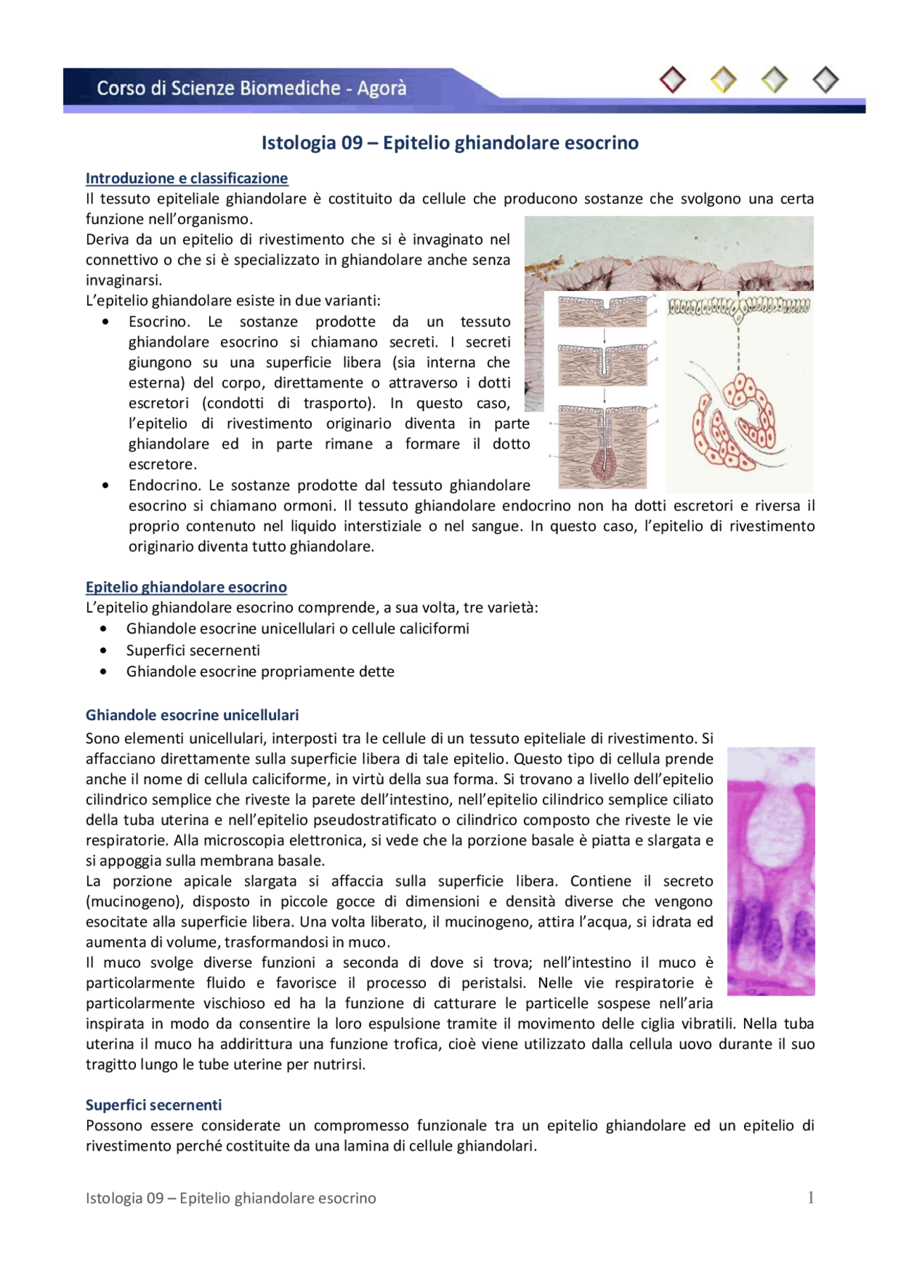 Ghiandolare Esocrino Docsity