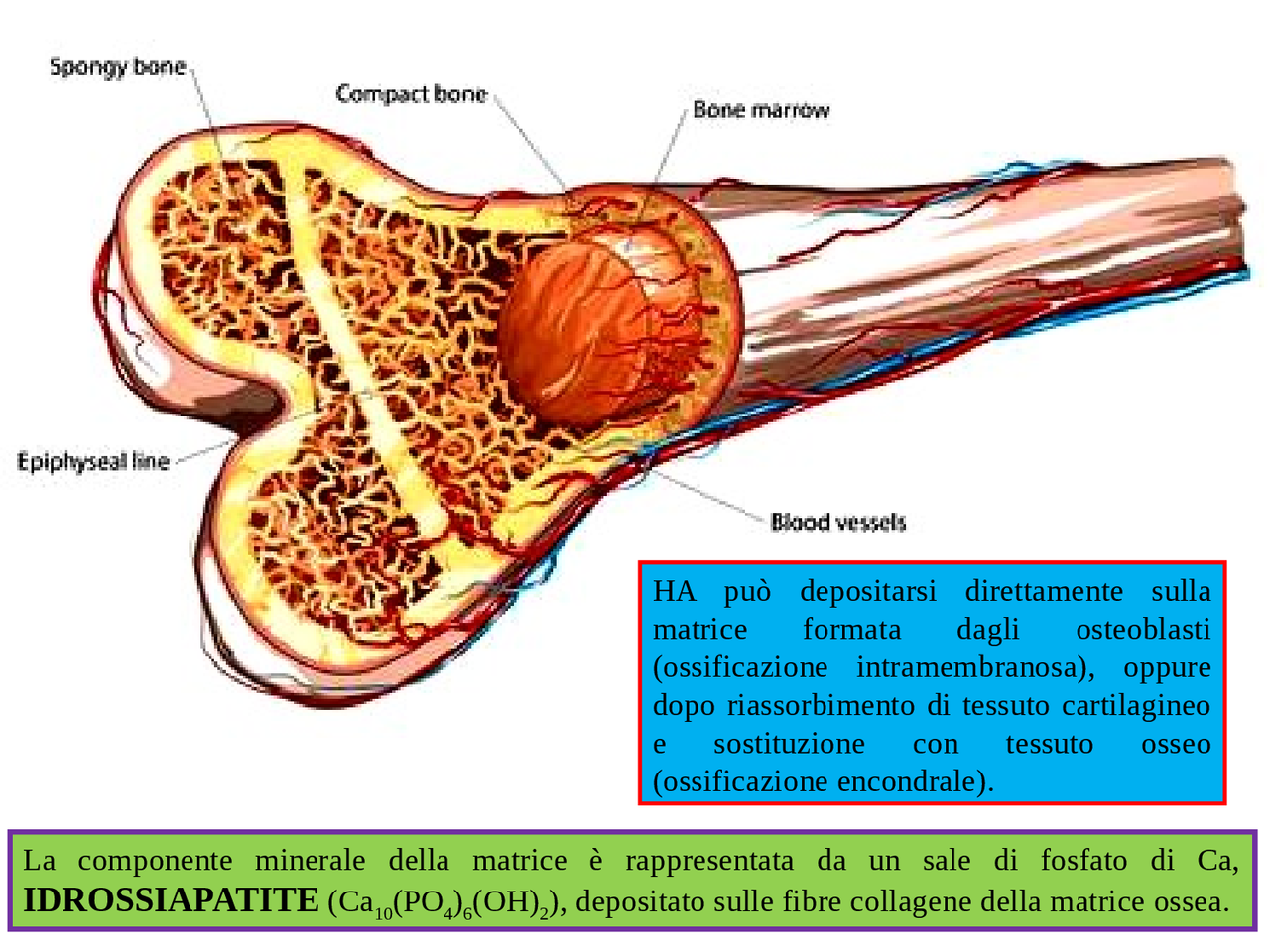 Slide E Mappe Concettuali Fisiologia Umana Docsity