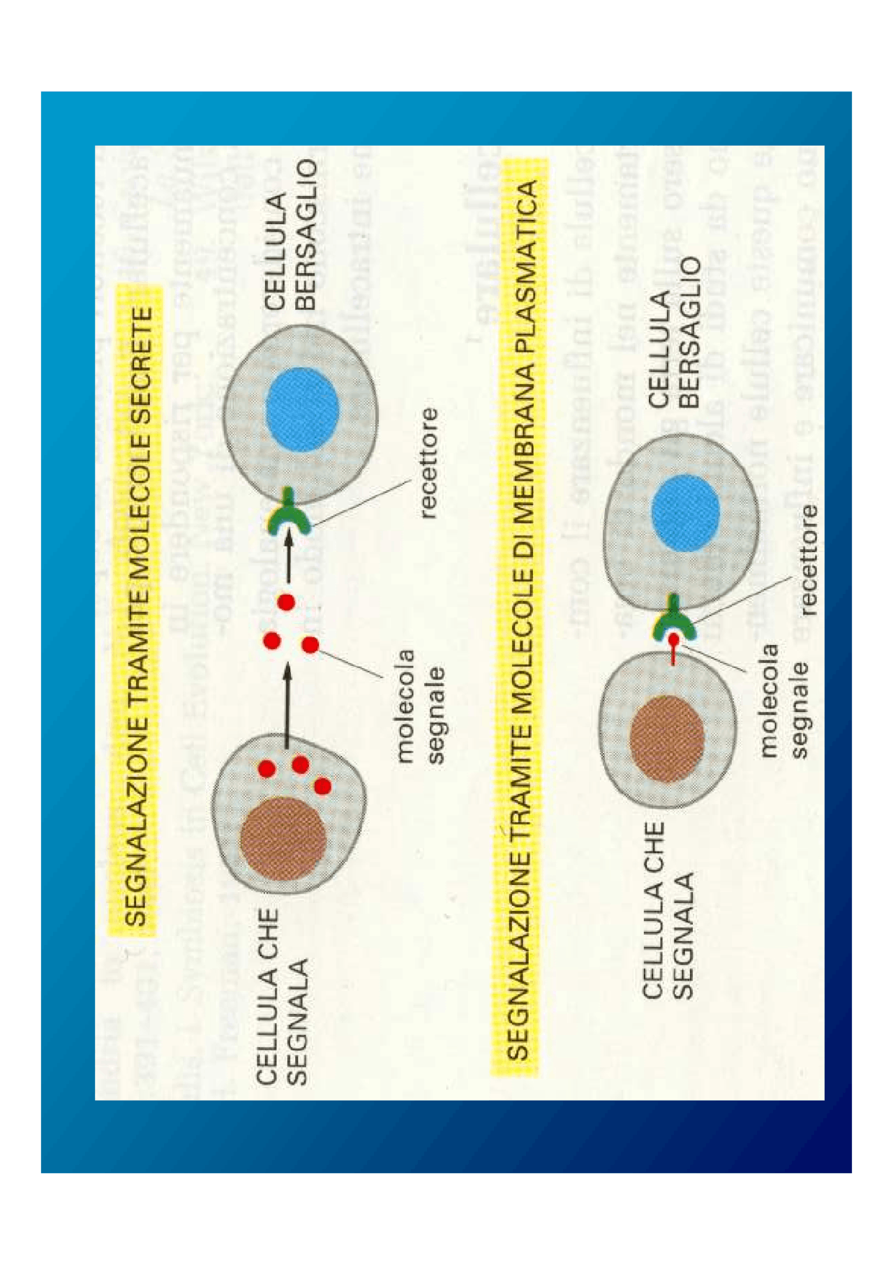 Slides Biologia Applicata Docsity
