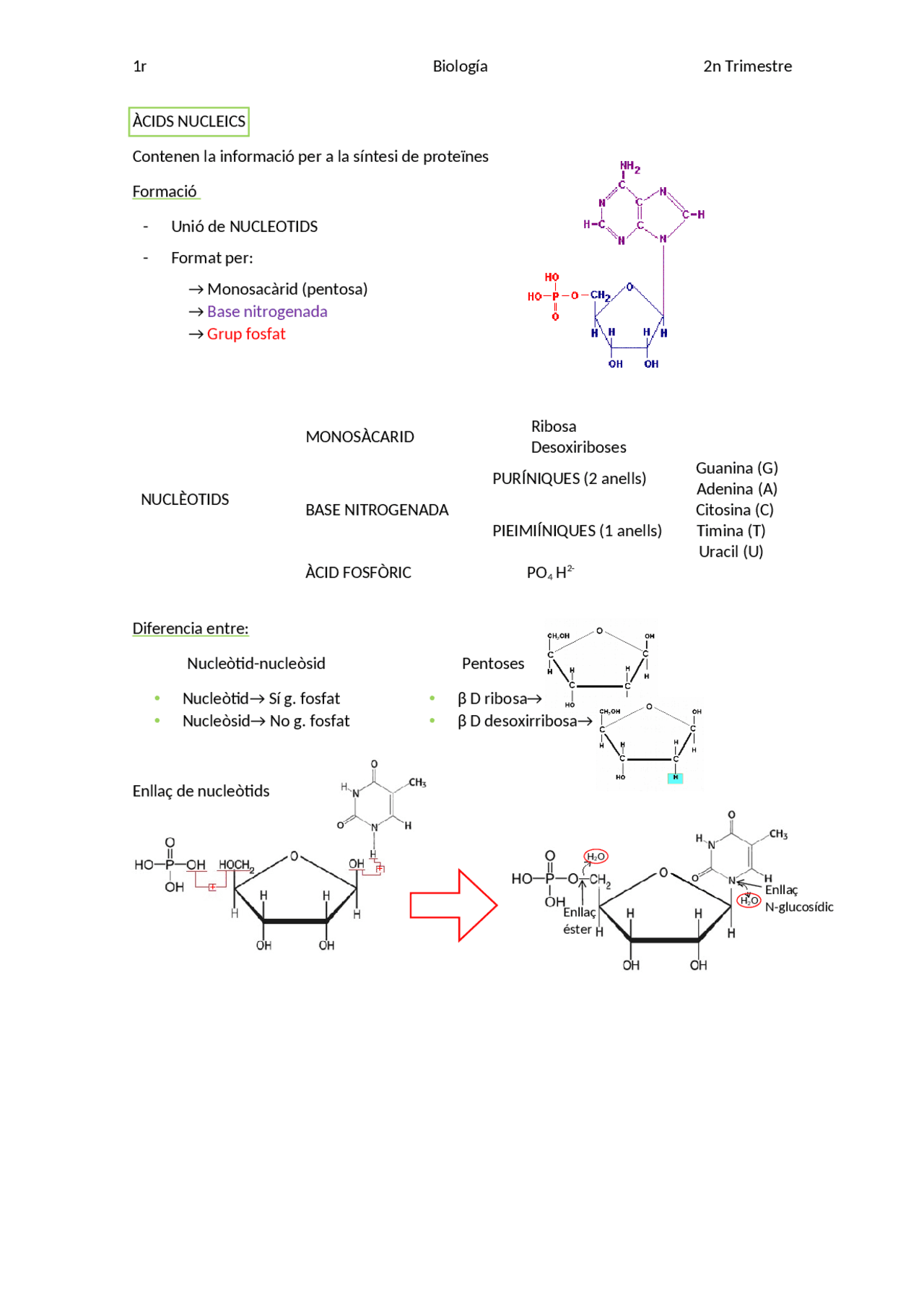 Àcids Nucleics 1r De Batxillerat Docsity