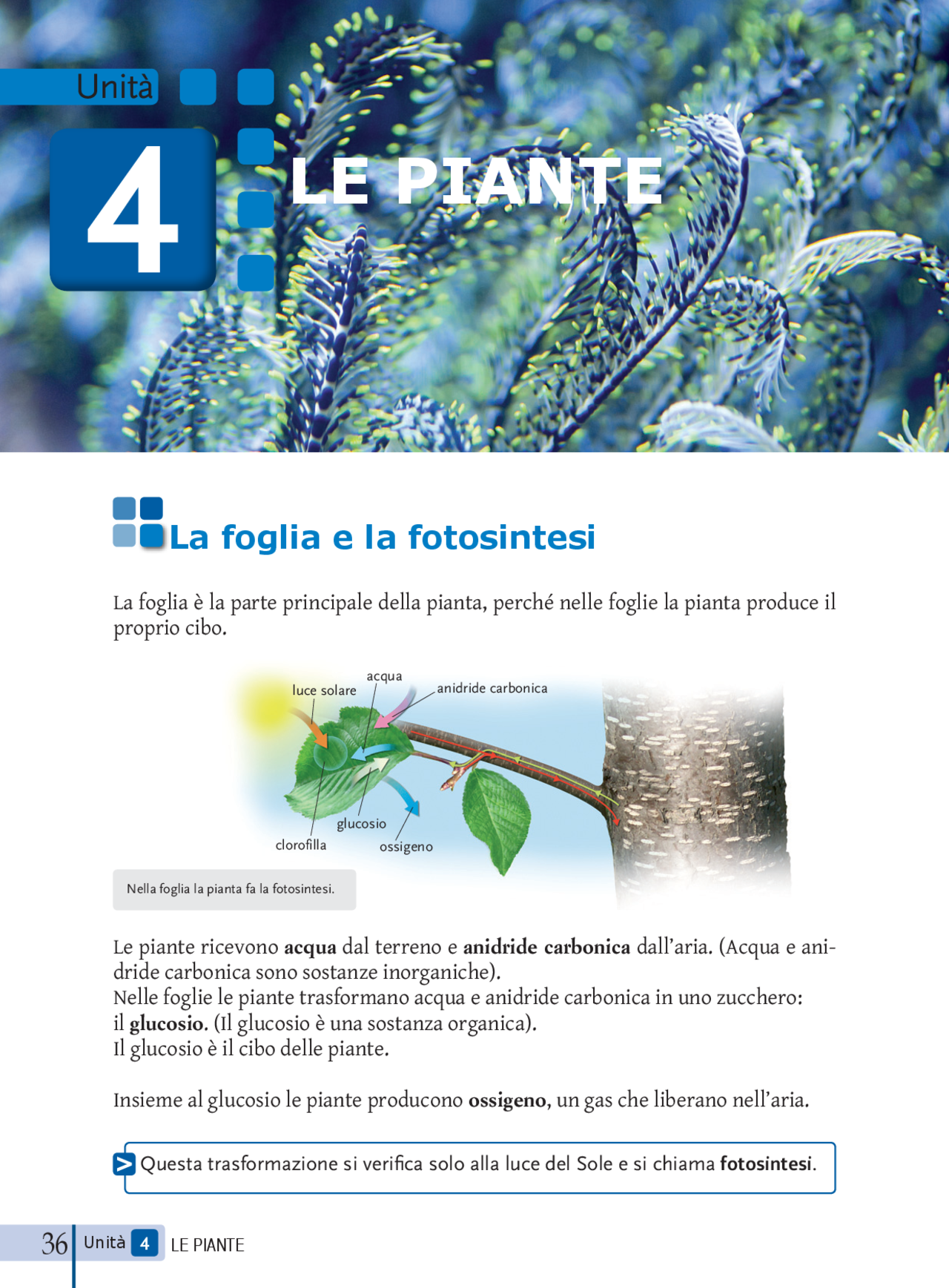 Lezione Facile Piante Docsity