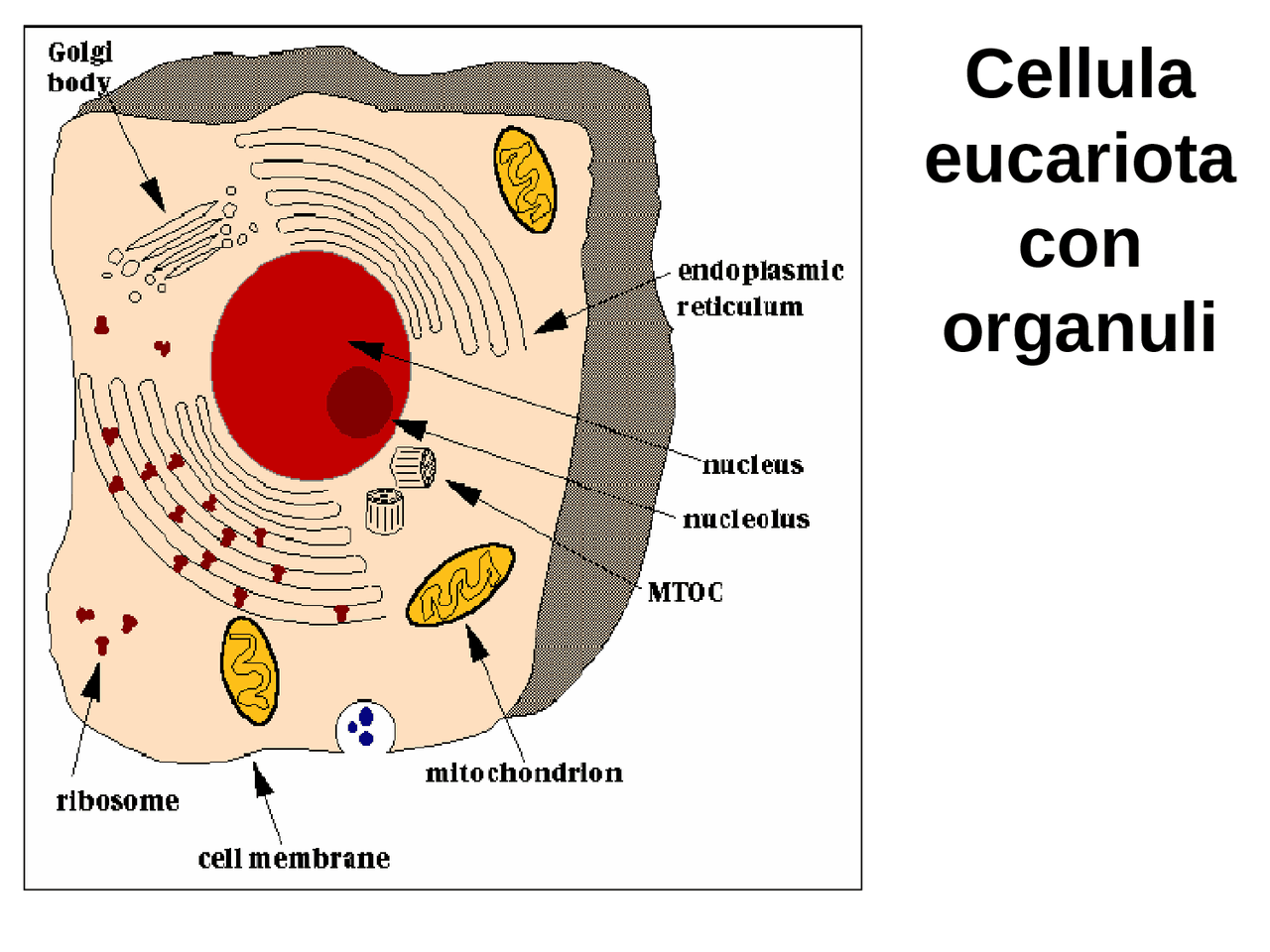 3.Cellula eucariota con organuli.ppt - Docsity