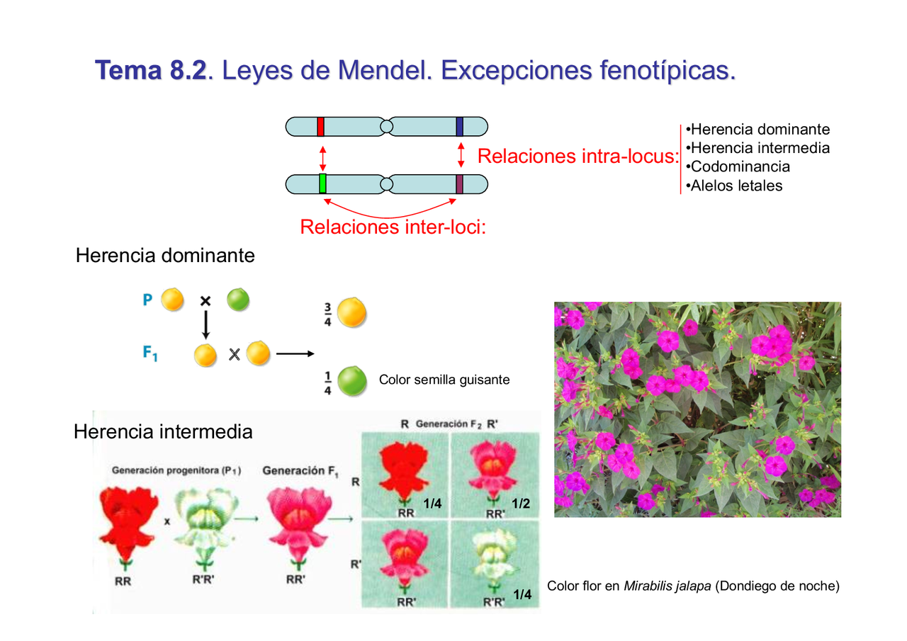 Biologia Cel·lular Ub Docsity