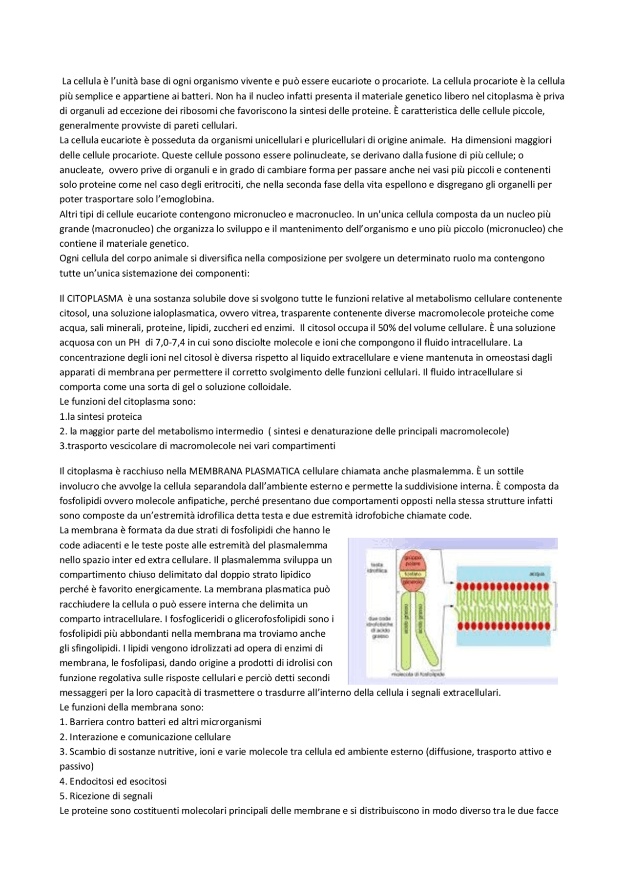 Citologia Ciclo Cellulare E Morte Cellulare Docsity
