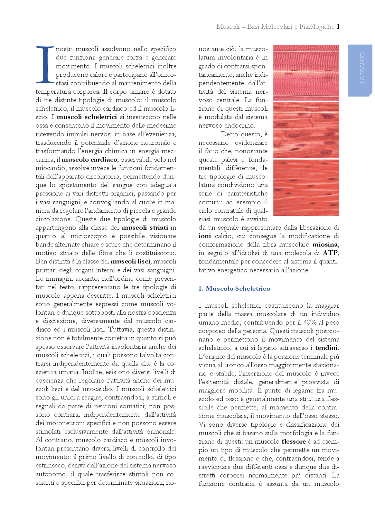 Muscoli Basi Molecolari E Fisiologiche Docsity