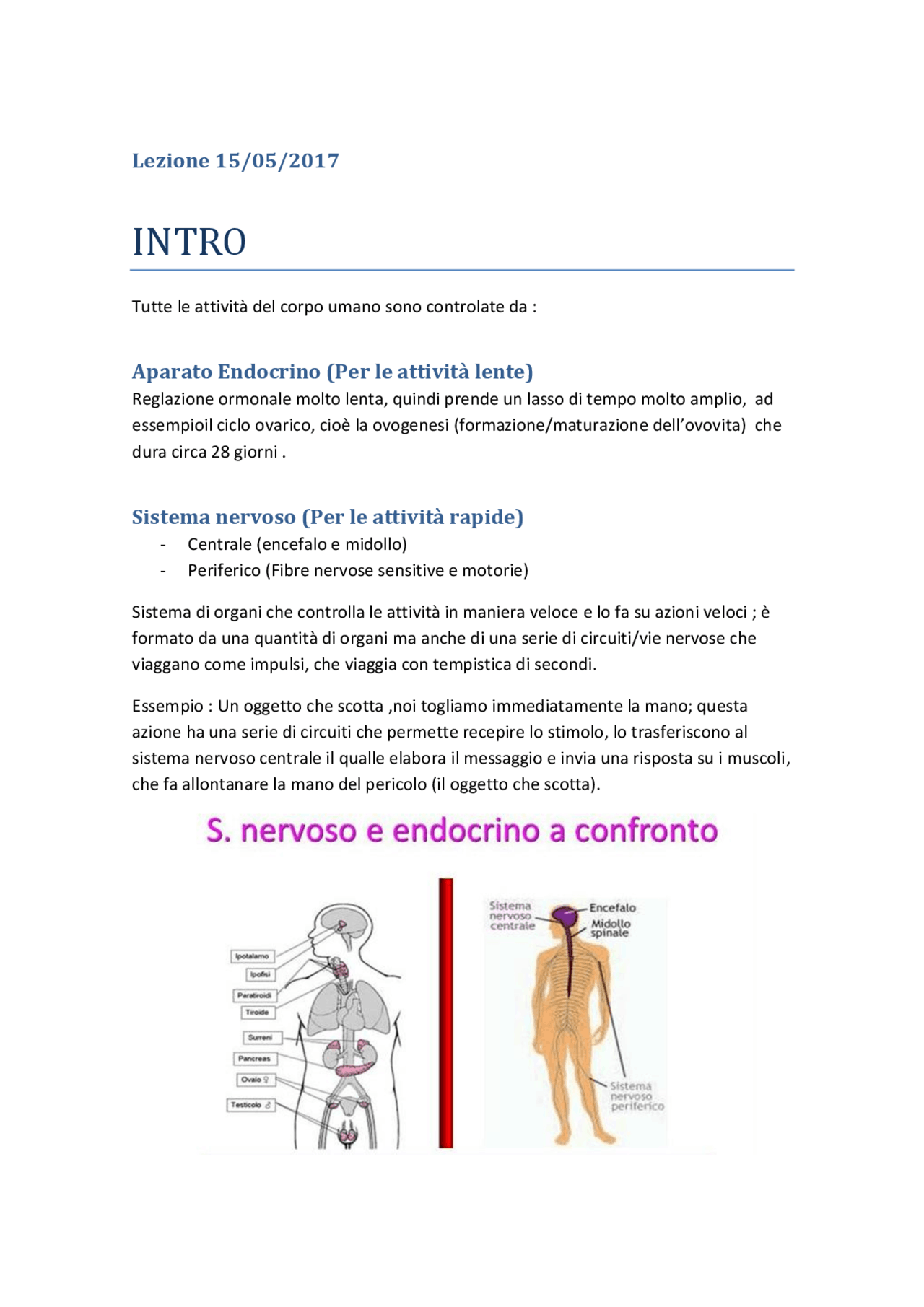 Neuroni E Sistema Nervoso Sbobinature Di Anatomia Docsity