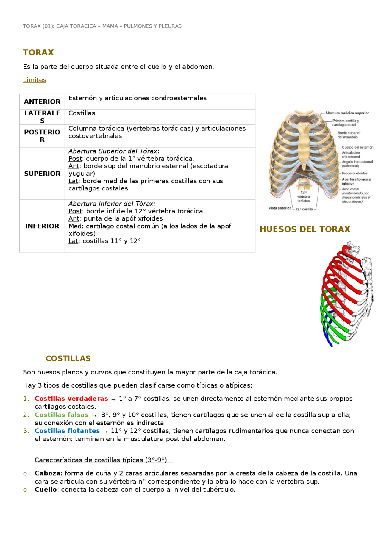 Resumen de Anatomia - Torax 1 - Docsity