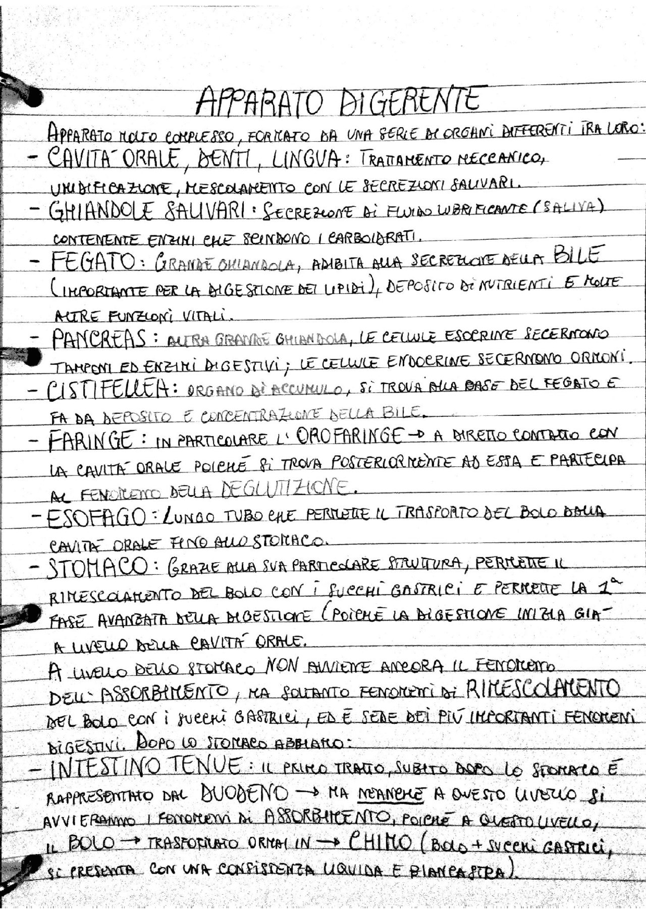 Apparato Digerente Anatomia Appunti Di Anatomia Docsity